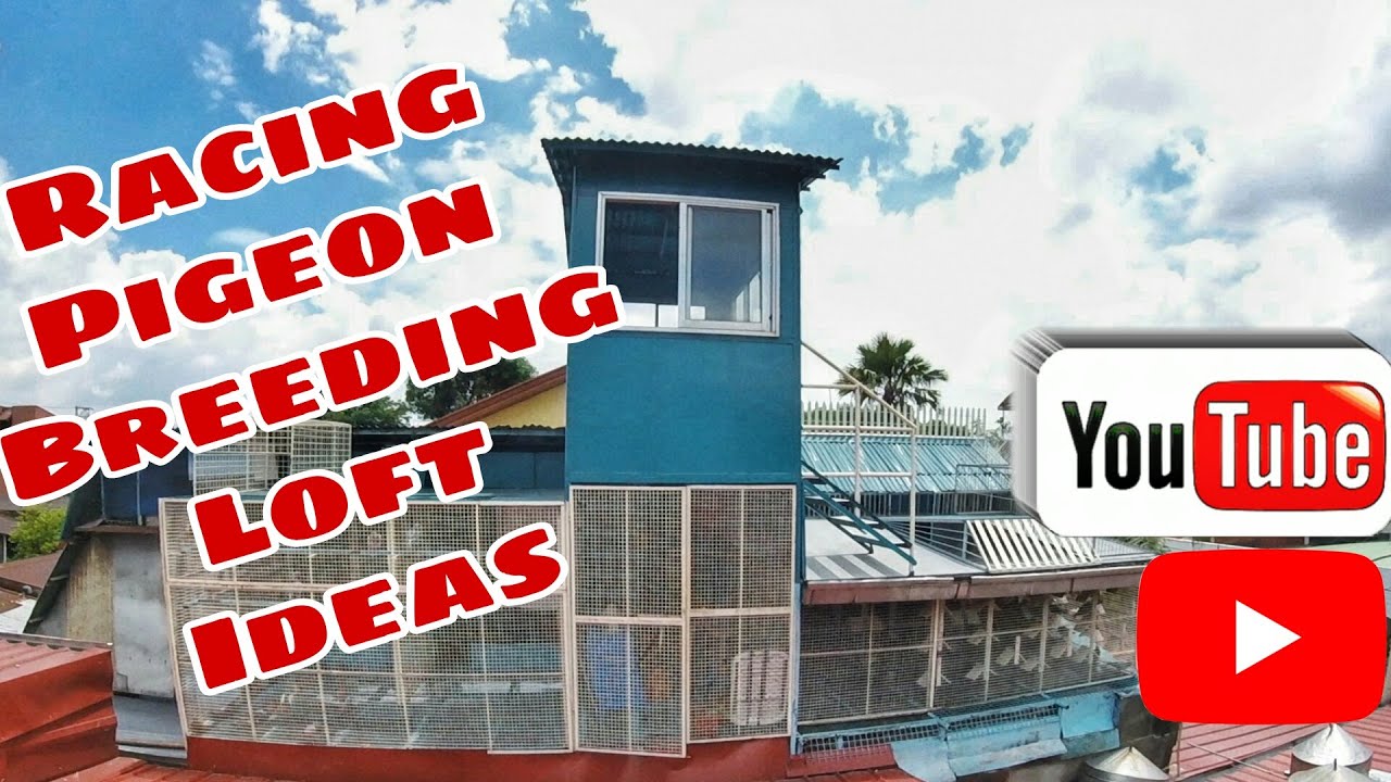 Racing Pigeon Breeding Loft Ideas |Reggie Cruz Loft & Aviary - YouTube