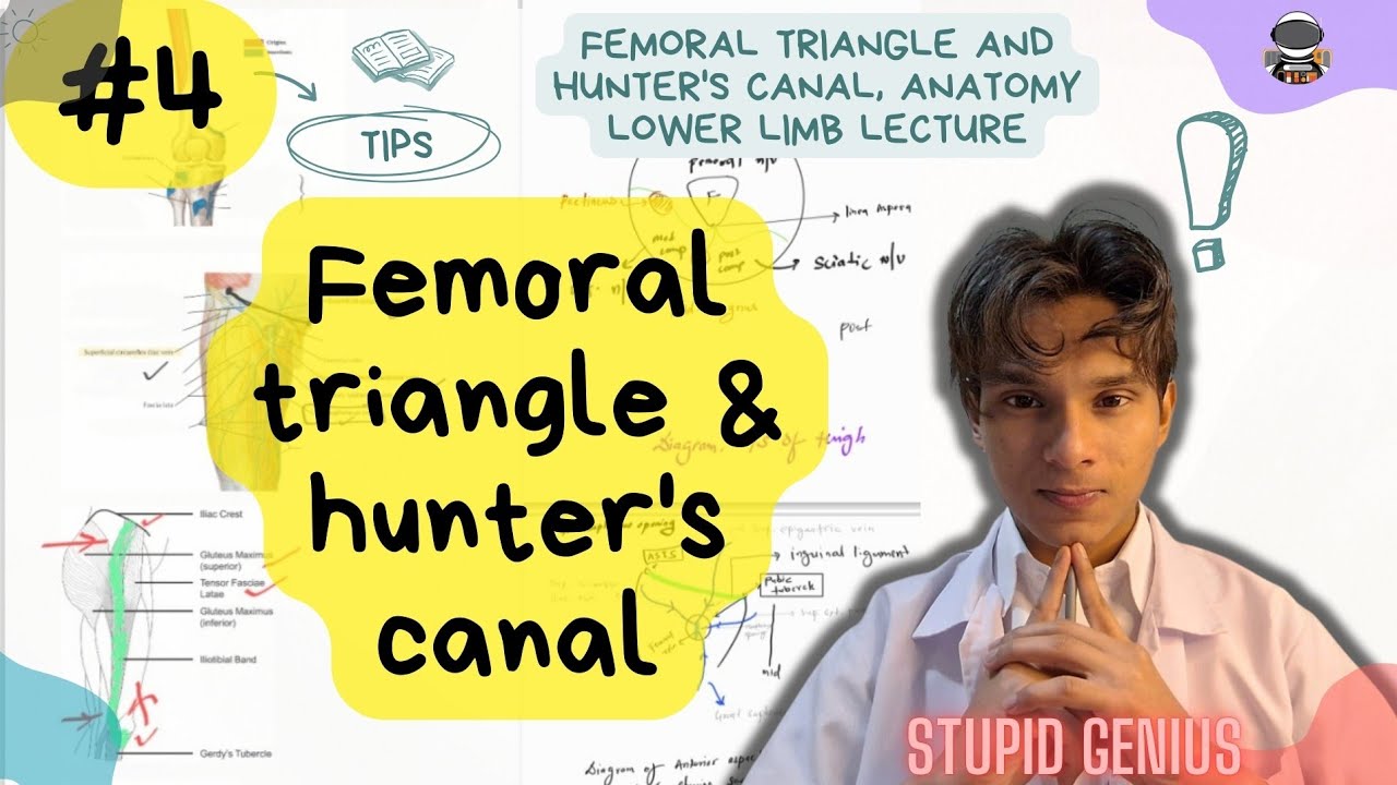 Femoral triangle and hunter's canal, Anatomy lower limb lecture 04 ...