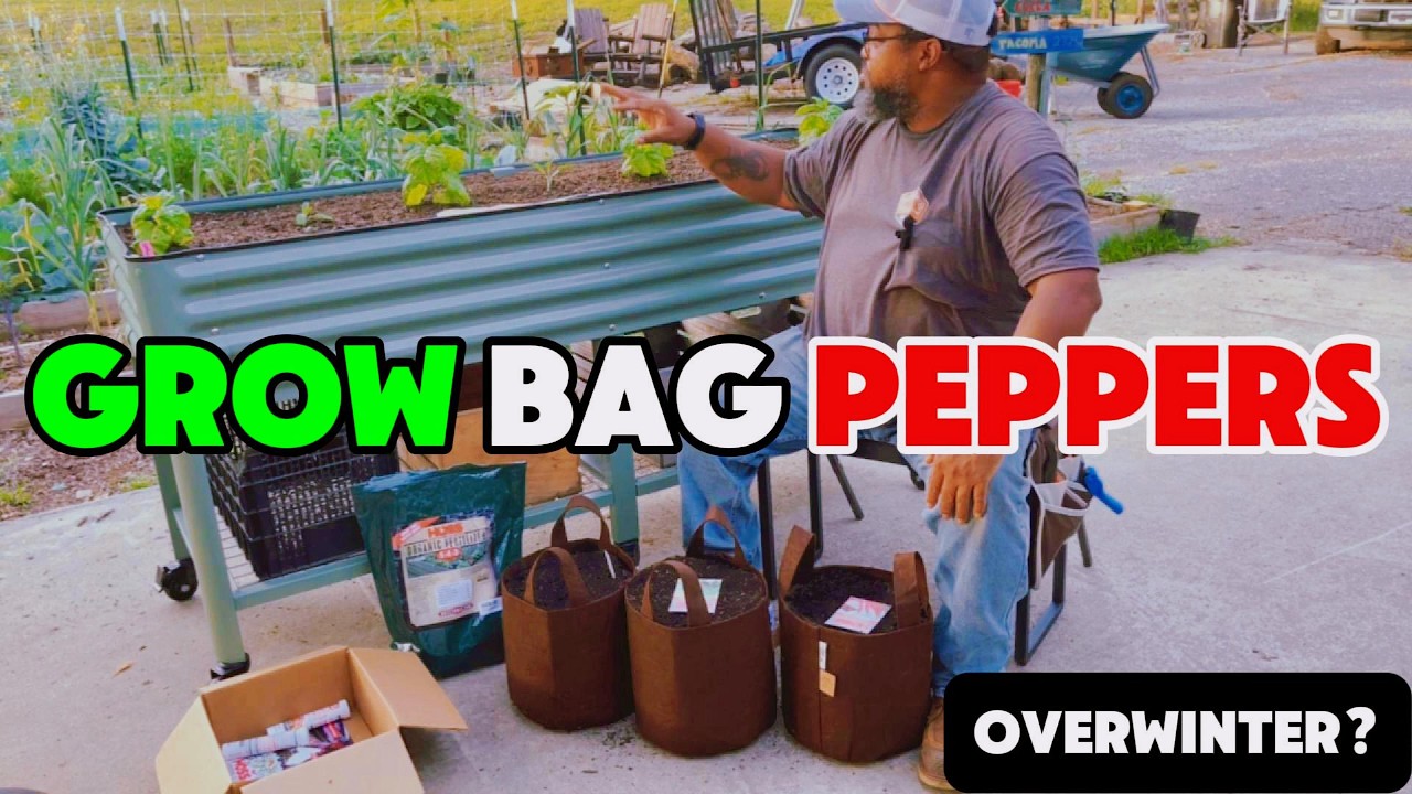 Planting Peppers from My Hoss Garden Box – Let’s See How They Do! - YouTube