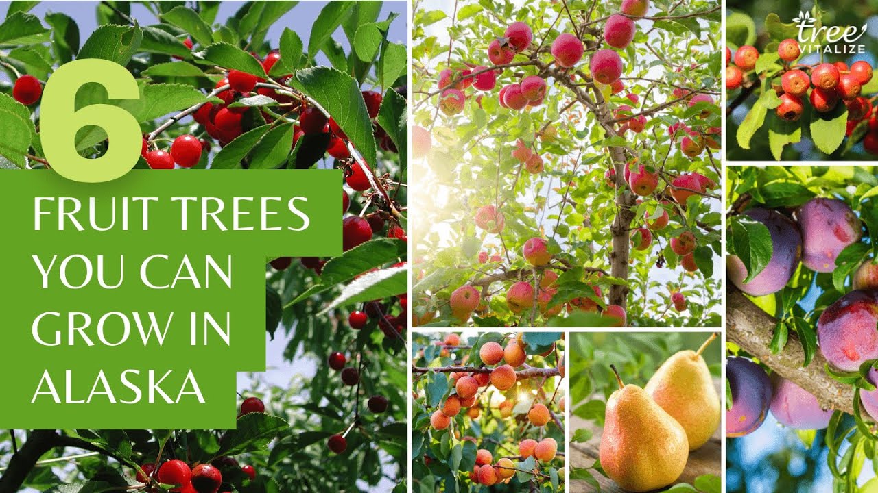 6 Cold Hardy Fruit Trees You Can Grow in Alaska - YouTube