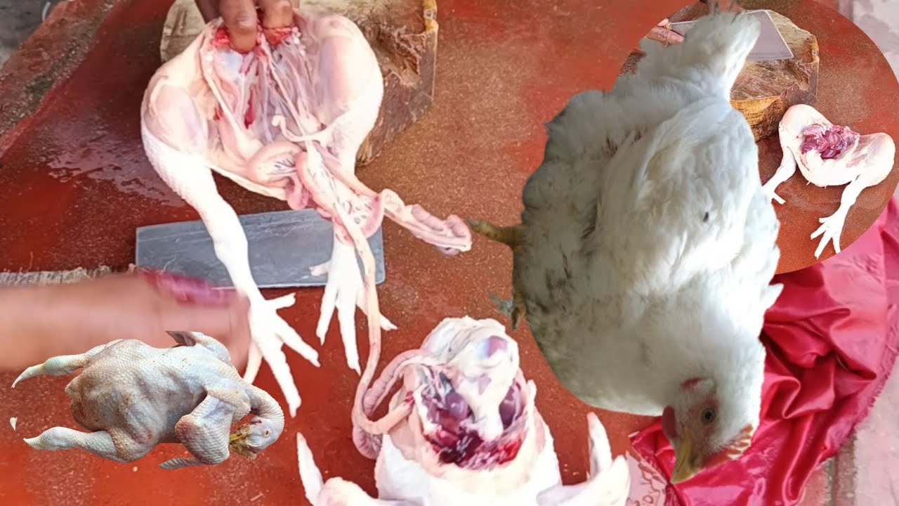 40 kg boiler murga cutting skill🤤 amazing boiler murga cutting😋 - YouTube