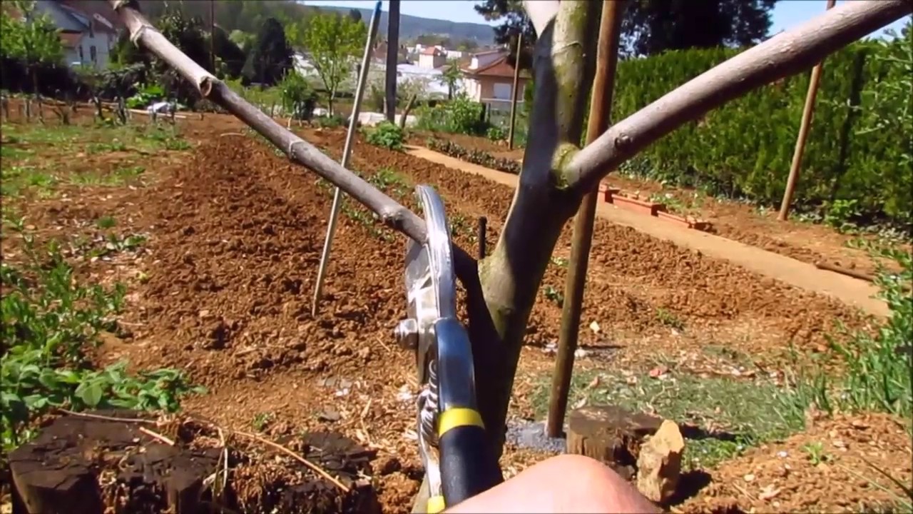 Multiplication végétale : Comment bouturer un figuier unifère (ronde de ...