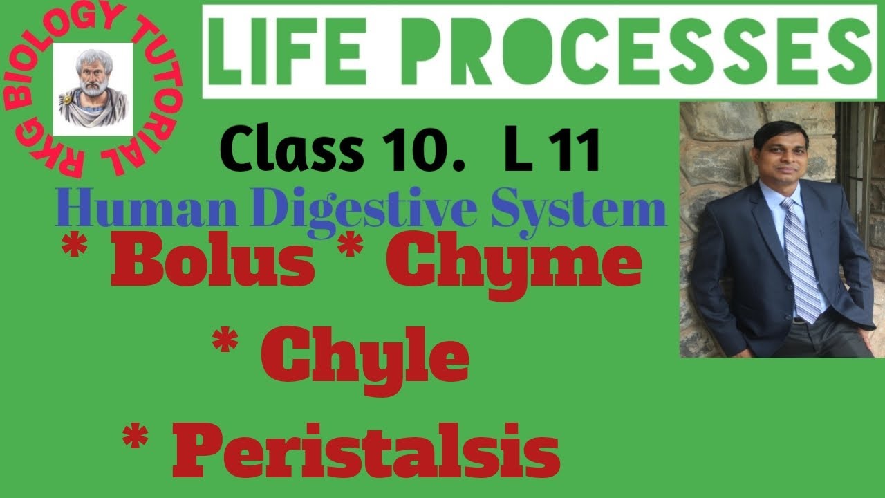Bolus,Chyme, Chyle, Peristaltic Movement, - YouTube