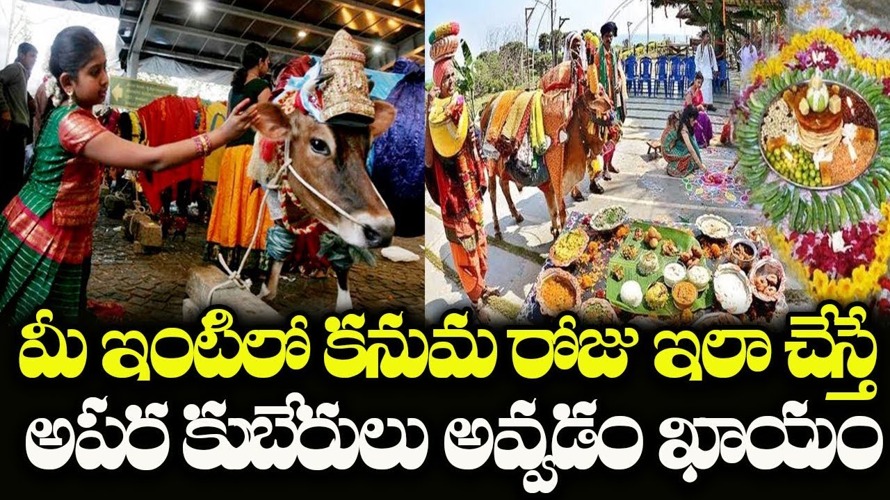 Importance of Kanuma Festival | Third Day of Makara Sankranthi | Kanuma ...