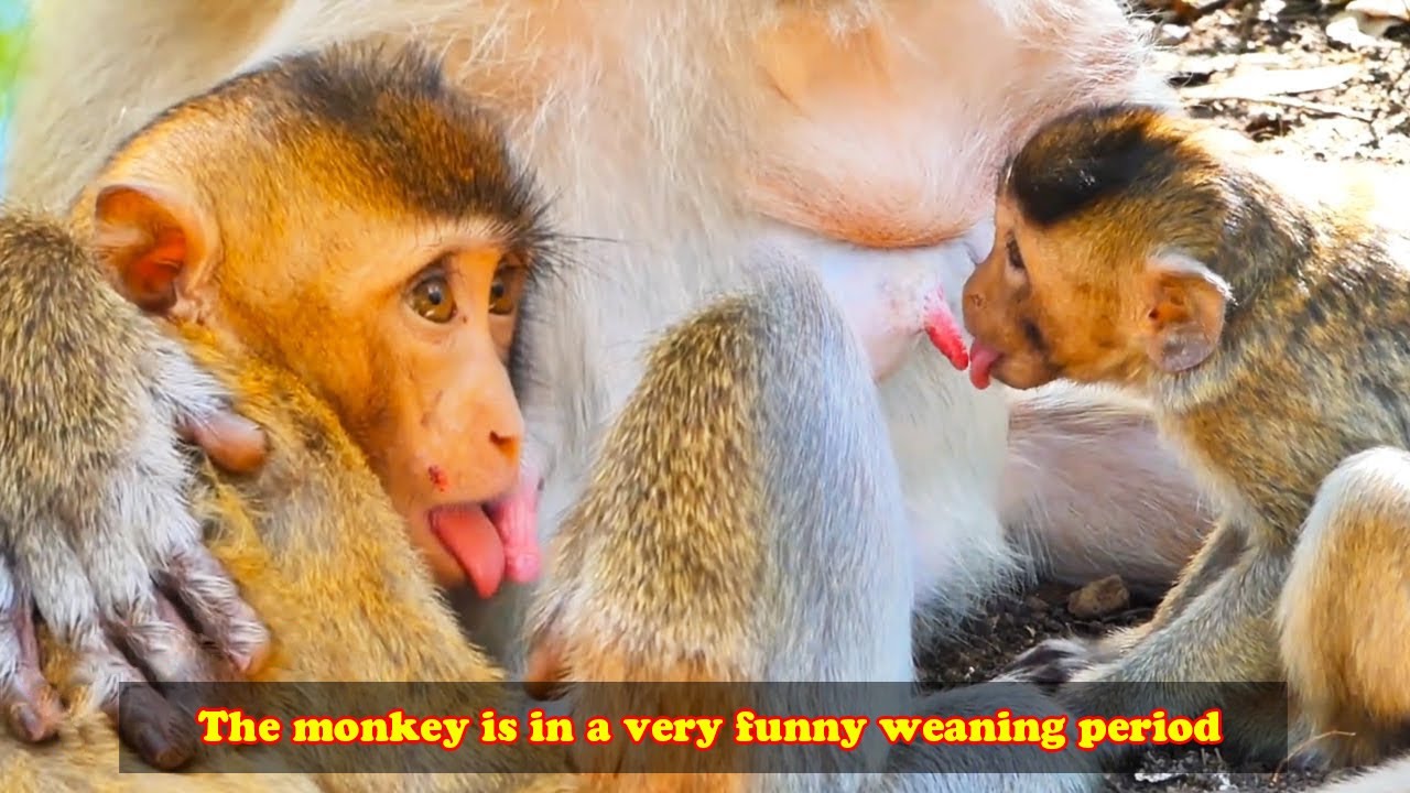 The monkey is in a very funny weaning period, trying to stick tongue ...