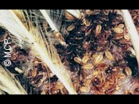 Corucos , gorupo o ácaro rojo en el gallinero - YouTube