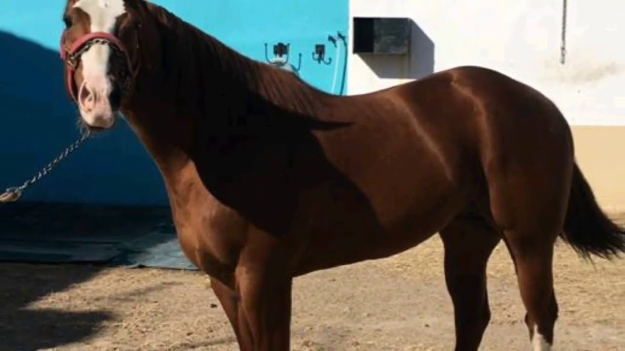 Semental Jumpn Tia & Semental Sotus por One Dashing Eagle - YouTube