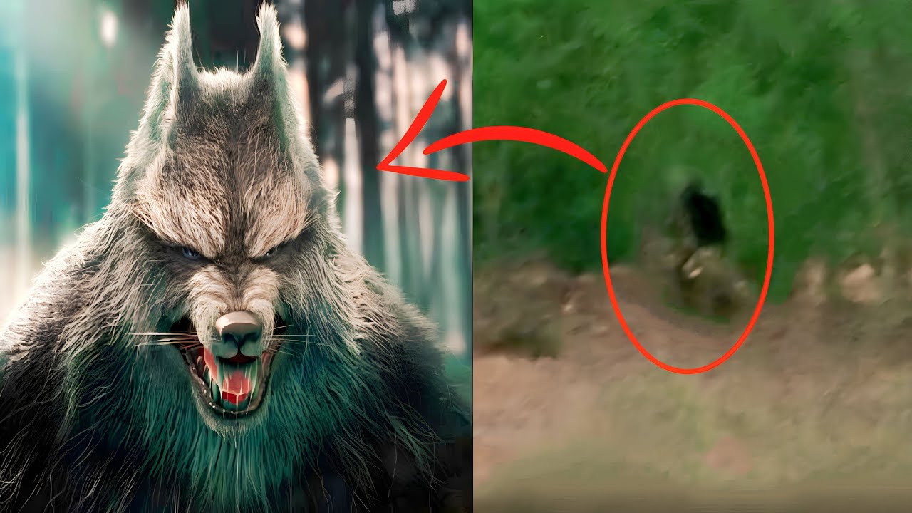 कैमरे मे कैद कुछ असली भेड़िया मानव | real werewolf caught on camera ...