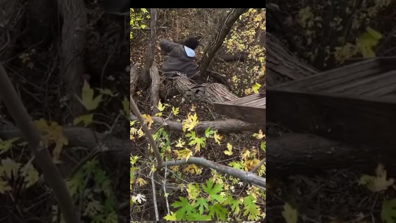 I fell out of the stupid tree again - YouTube