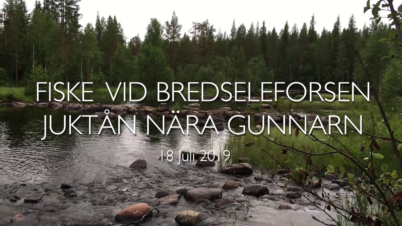 Fiske i Bredsele, Juktån nära Gunnarn - YouTube