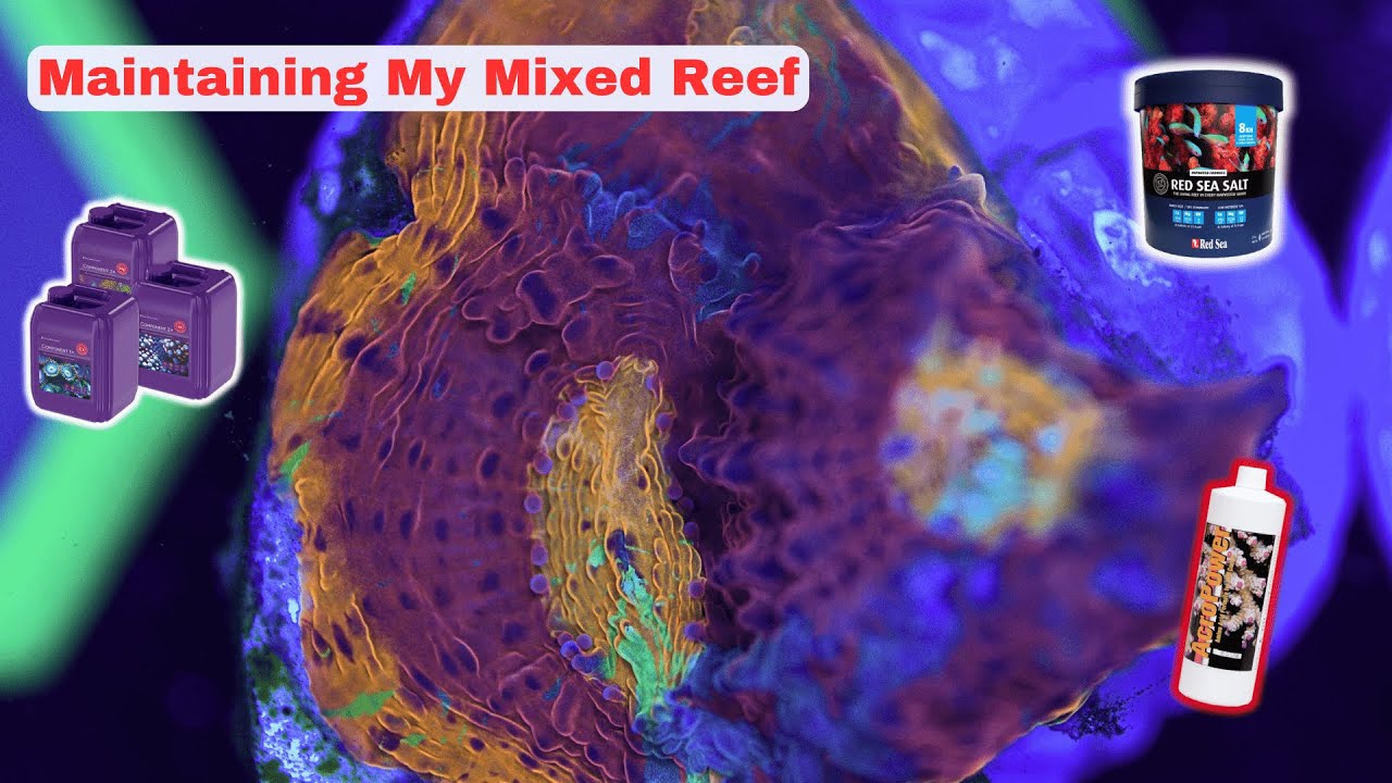 What I'm Doing/Using to Maintaining my Mixed Reef - YouTube