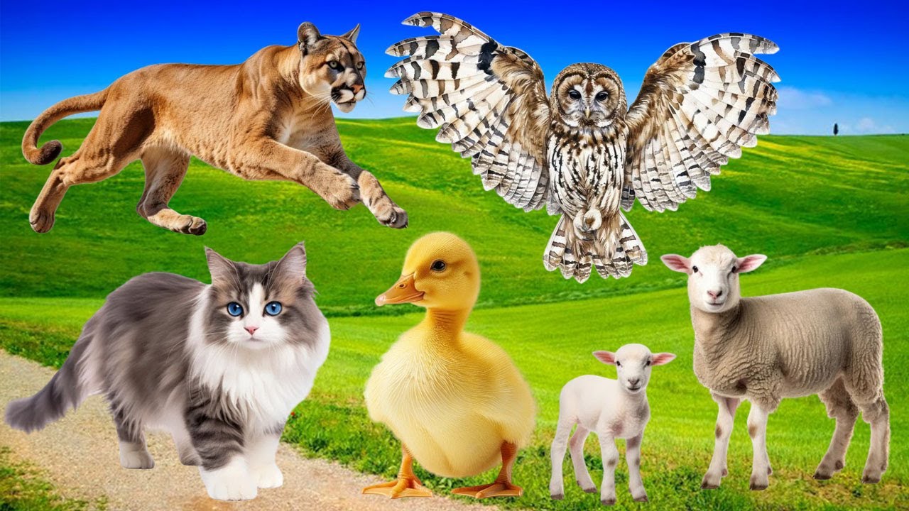 Wild Animal Sounds In Nature: Panda, Zebra, Gull, Elephant, Rabbit, Cow ...
