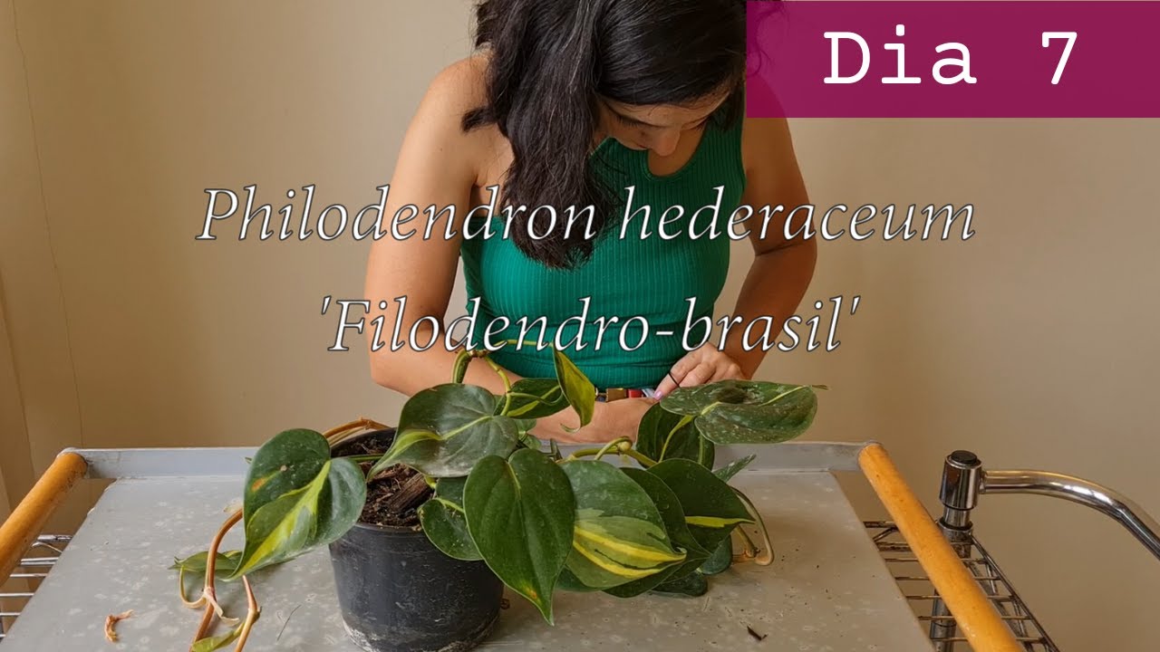 Philodendron hederaceum 'Filodendro Brasil': Dia 7 de 30 (30 dias de ...