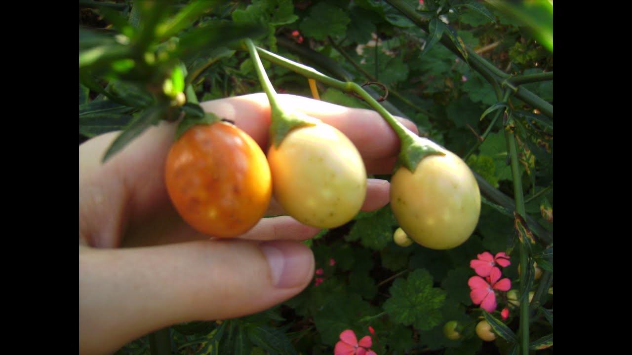Australian Bush Tucker: Kangaroo Apple, Poroporo, New Zealand ...