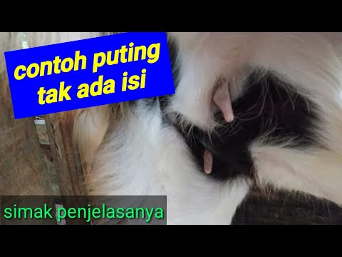 PUTING SUSU KAMBING ~ inilah contoh puting kambing tak berisi
