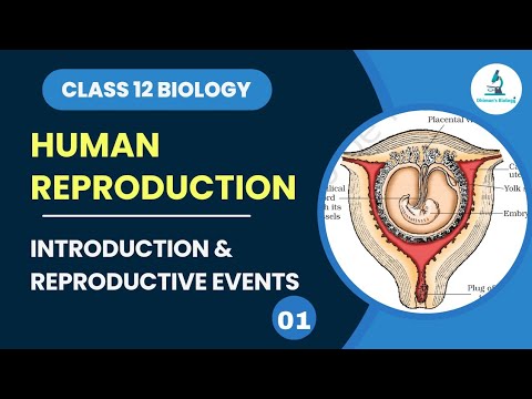Human Reproduction | Introduction | Reproductive Events in Human ...