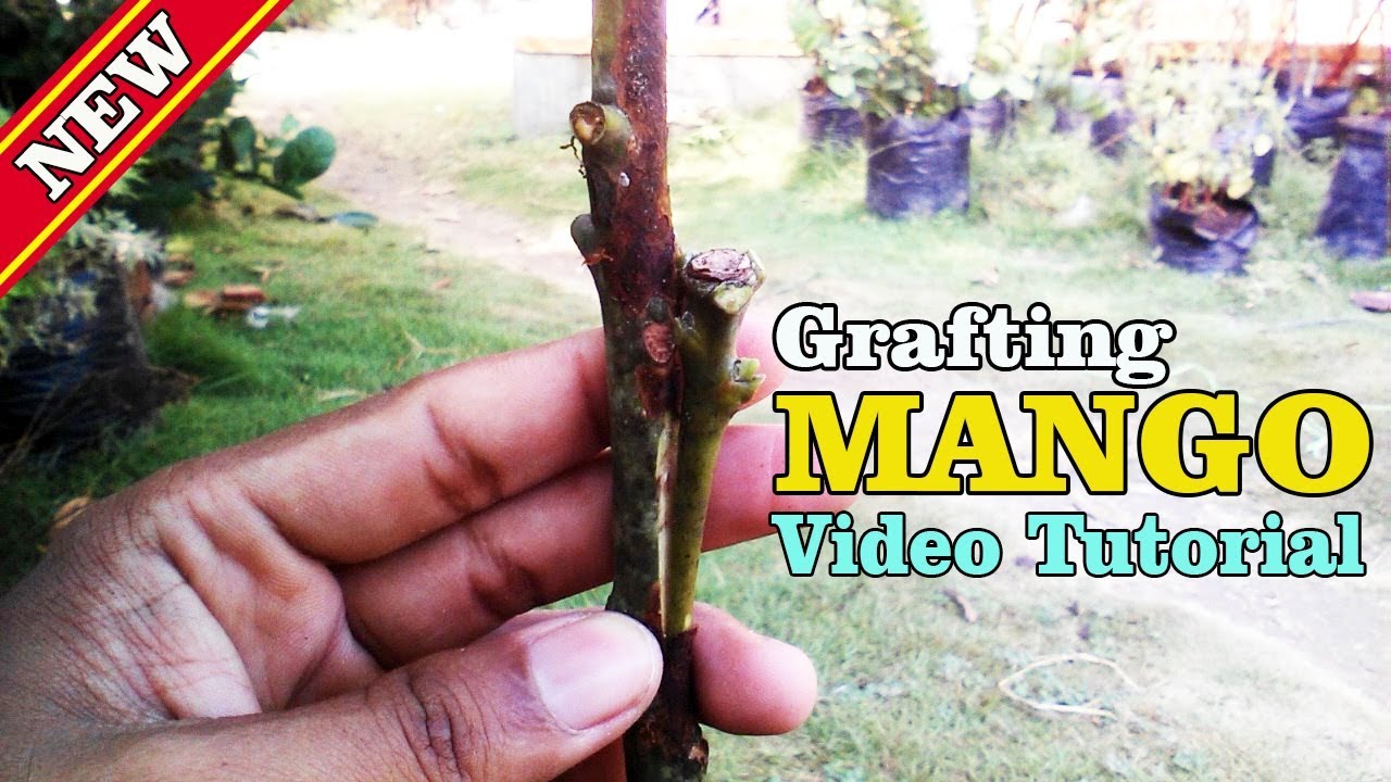 Grafting Mango Tree Video Tutorial by Grafting Examples - YouTube