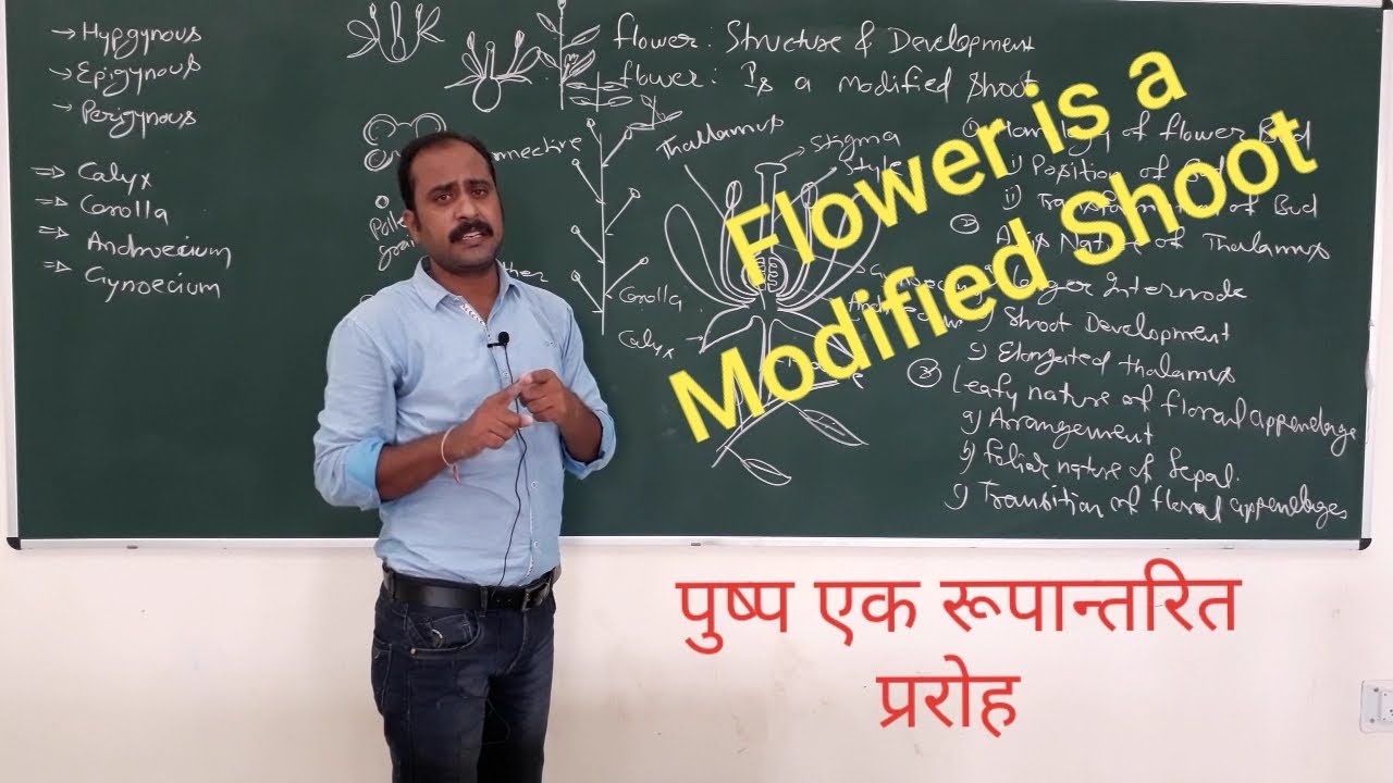 Flower is Modified Shoot. (पुष्प एक रूपान्तर प्ररोह) - YouTube