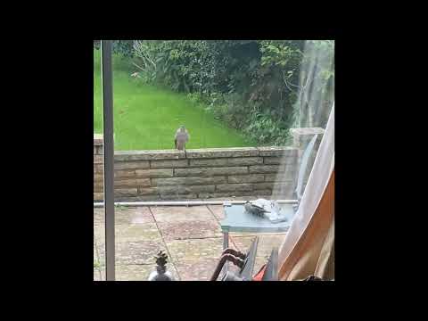 Sparrow hawk eating a pigeon! (Something cool happening on my patio ...