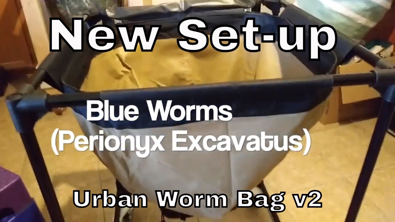 New Set-up! Blue Worms Compost Vermicompost - Perionyx Excavatus ...