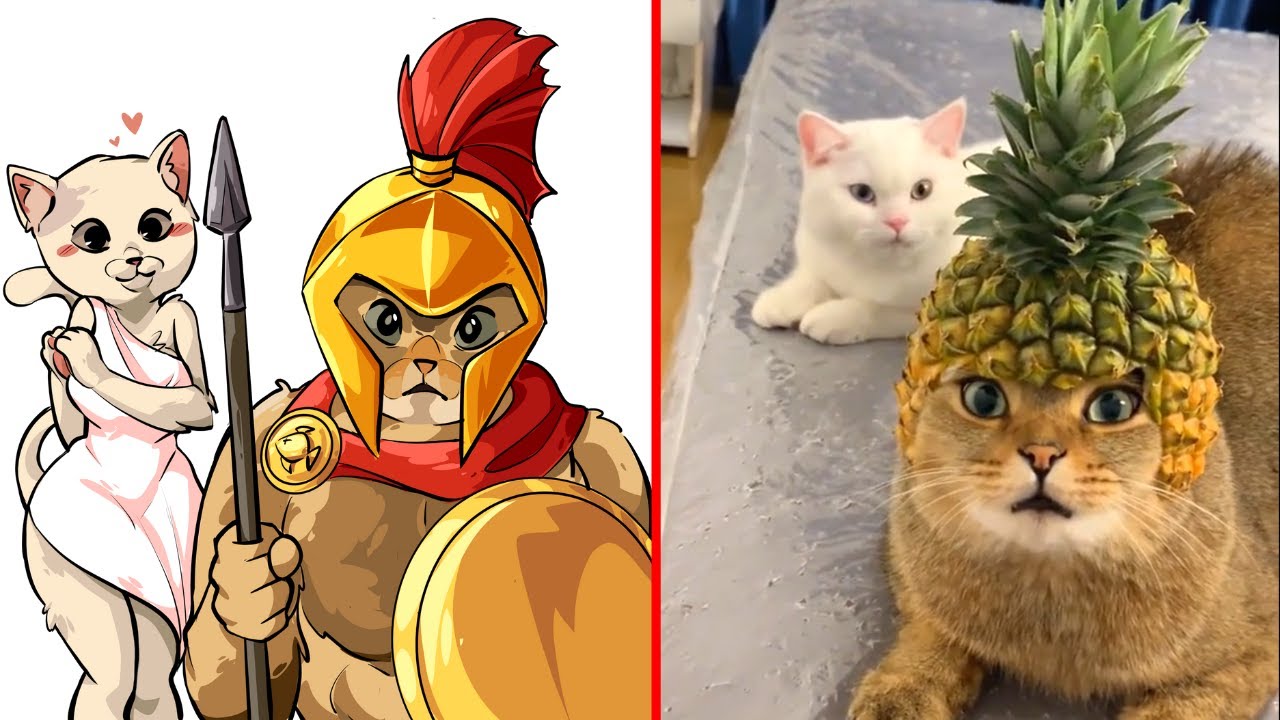 Your Cat Thinks About The Roman Empire? | Cat Memes - YouTube