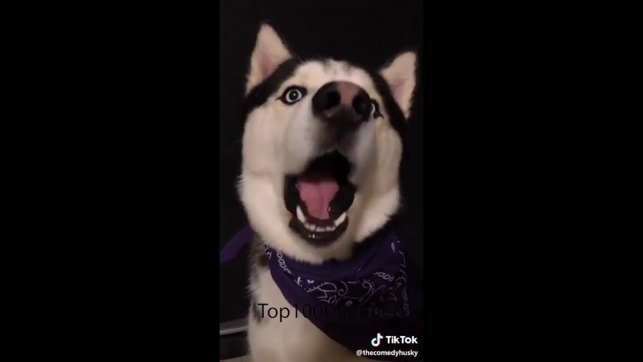 Tik Tok dog compilation funny memes 🐶 - YouTube