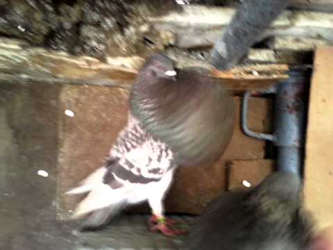 Paloma gaditano almendrado en celo - YouTube
