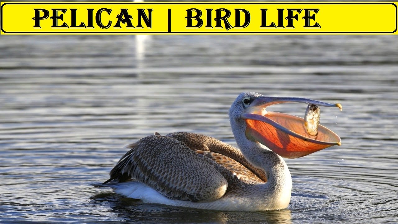 Pelican | Birds Histrology - YouTube