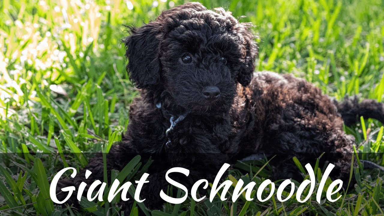 Giant Schnoodle | Puppy For Sale | Orlando, FL - YouTube