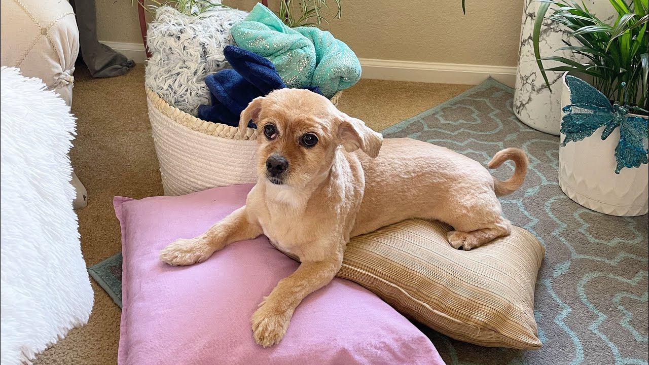 My Dog/Cocker Spaniel Pekingese Mix Breed/Cockinese - YouTube