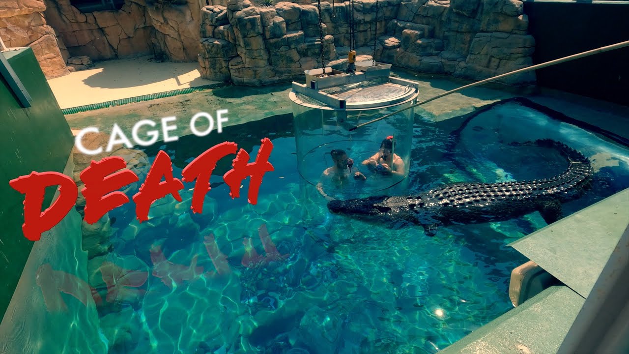 Would YOU Get in the Cage of Death? | Crocosaurus Cove Darwin - YouTube
