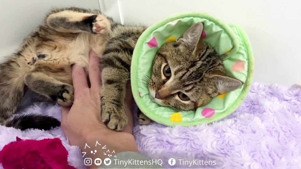 Mercy the adorable cartoon kitten! - YouTube