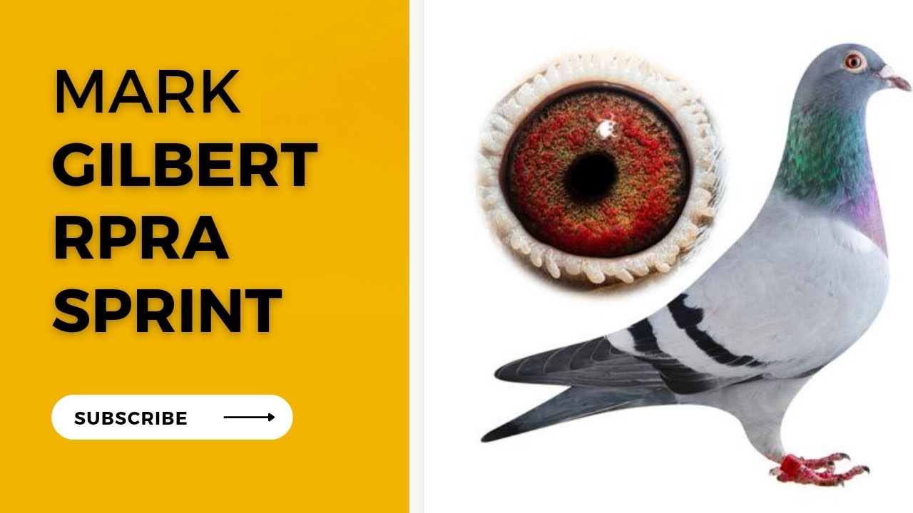 Mark Gilbert Super Racing Pigeon Bloodline For Sale In Pipa Pigeons ...