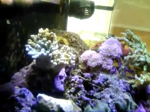 A quick tour of my 29 gallon biocube - YouTube