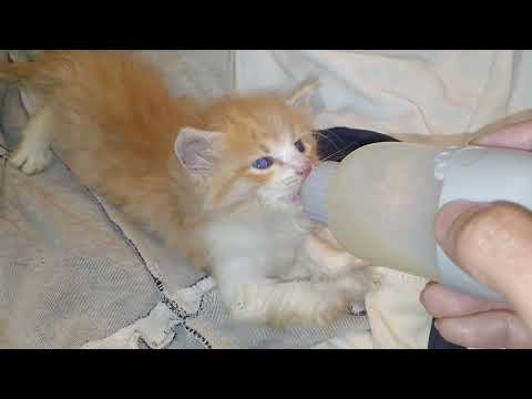Rescue Baby Kitten Found Nursing Mother And Her Forever Home Last Bottle Feeding With Us