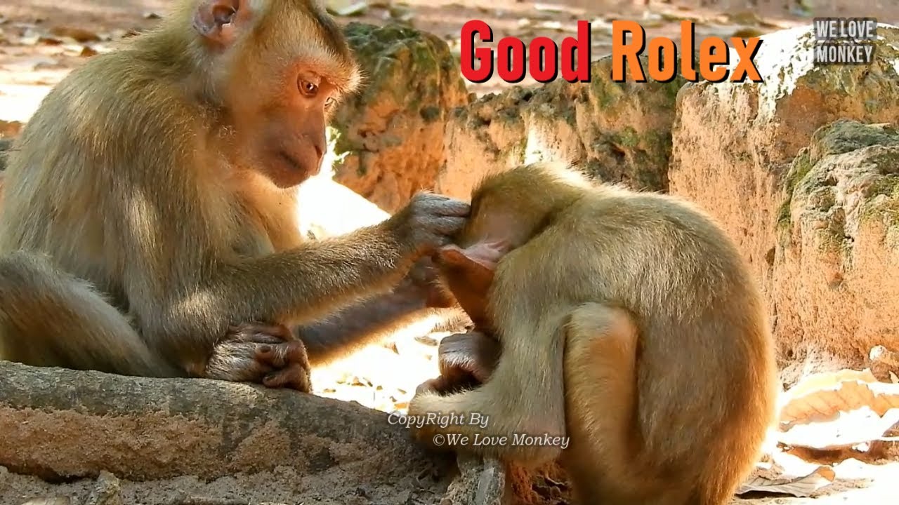 Very Good Gentle Monkey Rolex is Always Helping to Take Care Poor ...