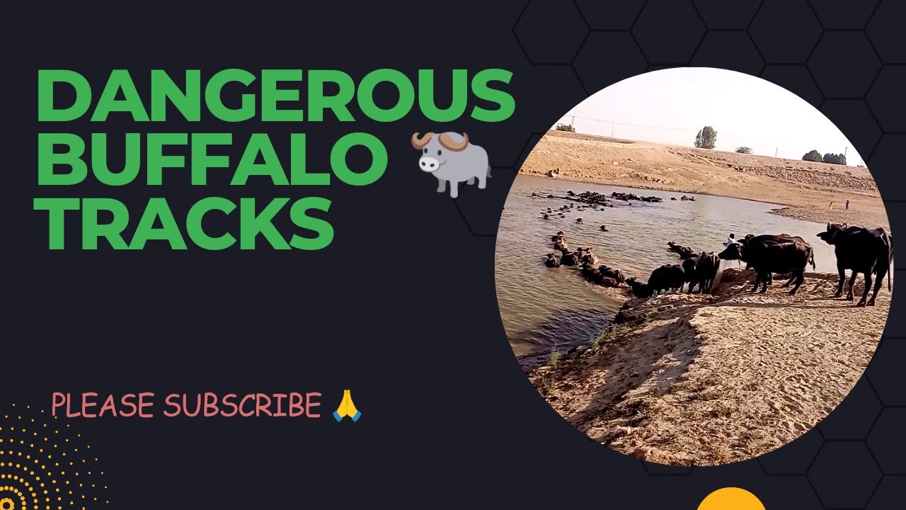 Difficult pathway Buffalo 🐃🐃 have to take 😳 @earthcreatures-1813 - YouTube