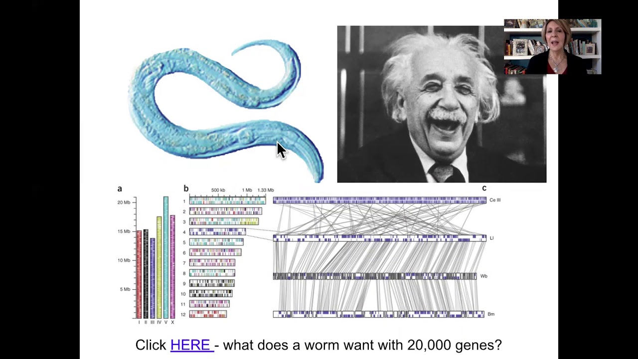 Protein Synthesis Transcription & Translation AP Bio Foy lecture part 2 ...