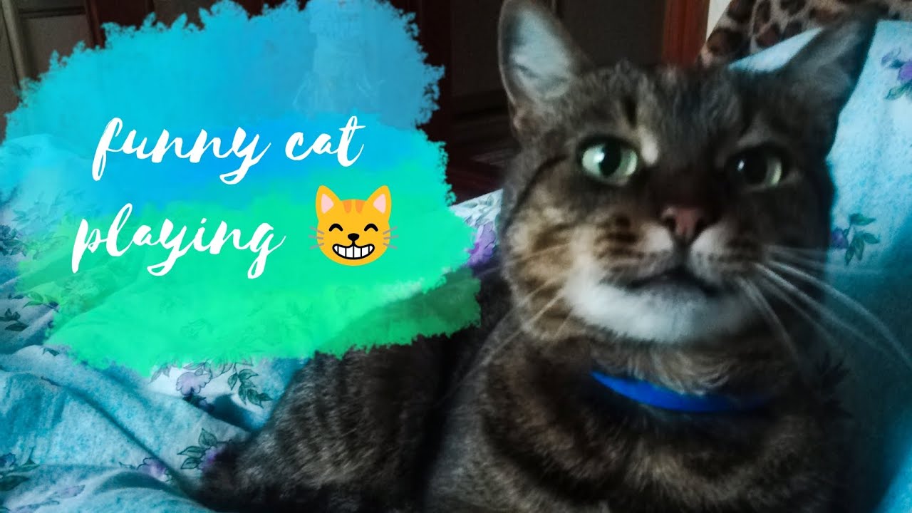 funny cat playing - YouTube