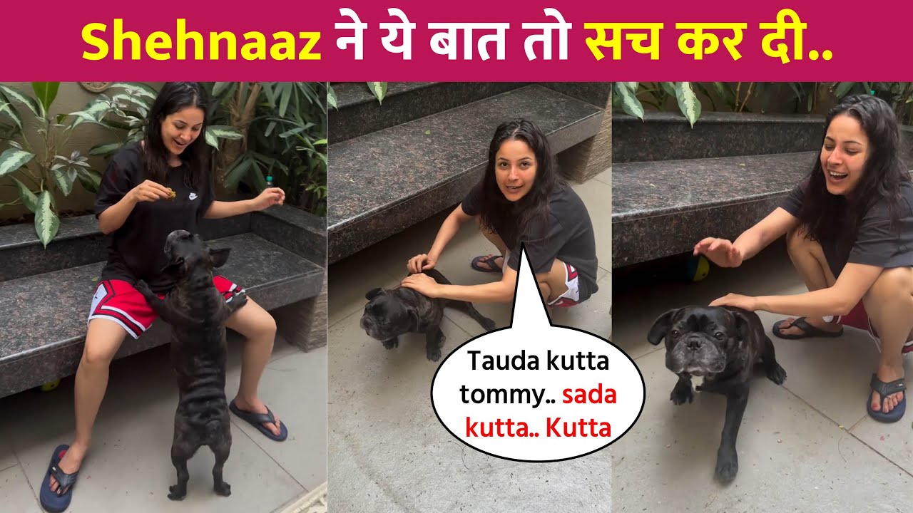 'Tauda kutta tommy sada kutta Kutta' Shehnaaz Gill Fun With Dog ! - YouTube