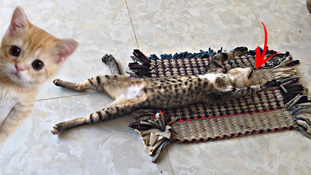 #113 Animal cat | Cat Cats sleep very strangely 2023 | Cat Pich - YouTube