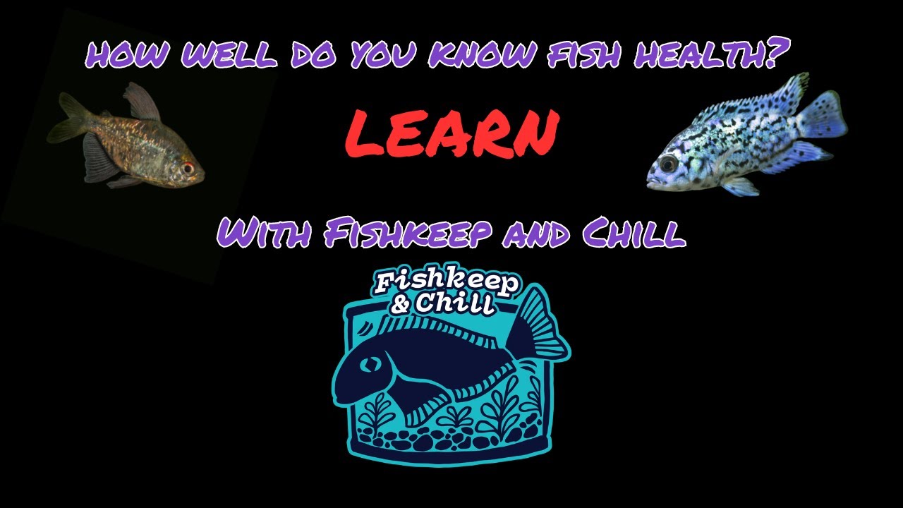 Aquarium Fish Health: Expert Advice from Fish Vet Nora Hickey ...