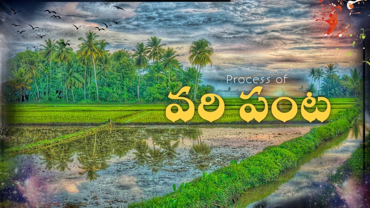 Process of vari panta | Vari panta process| Paddy farming| PaddyRice ...