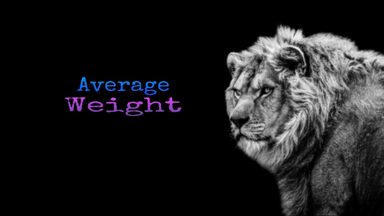 Average weight of Asiatic Lions - YouTube