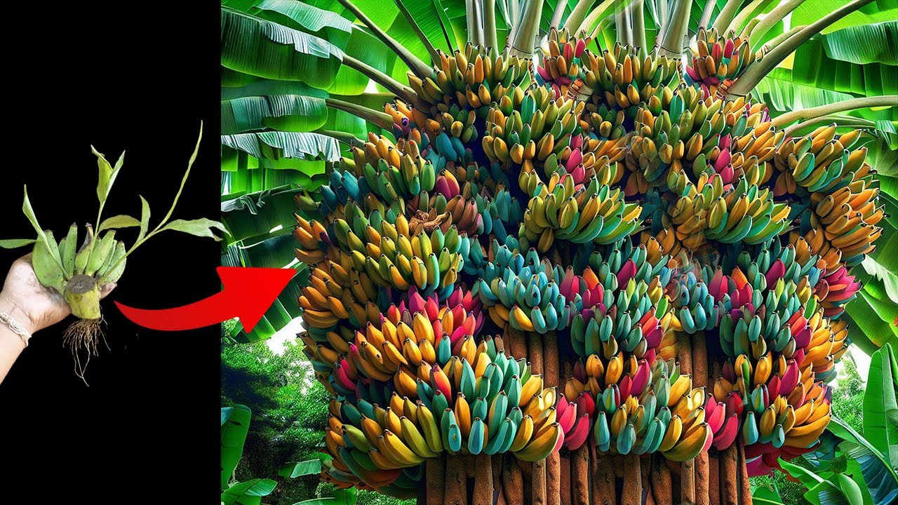 Unique technique growing banana with banana tops - YouTube