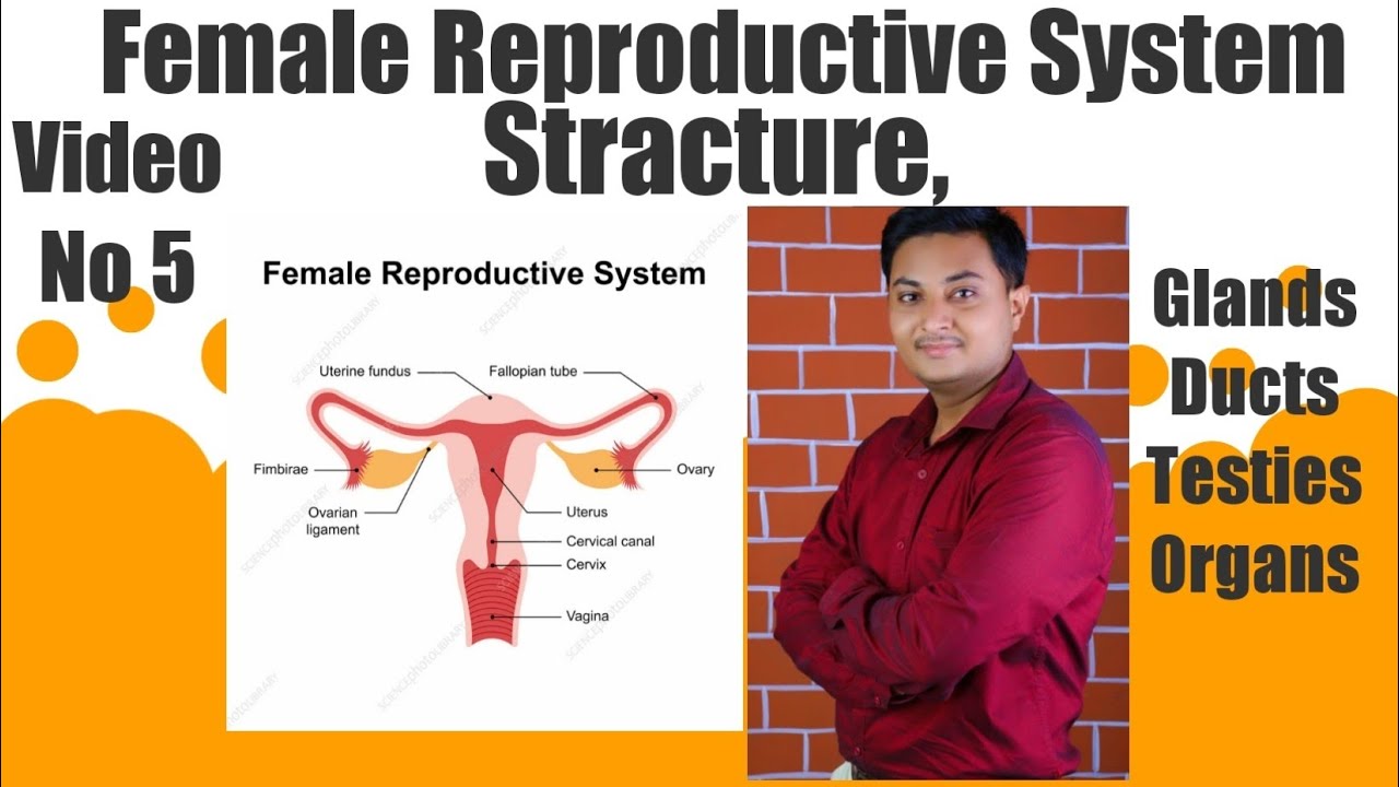 Female Reproductive system, stracture organs, glands, ducts and ...