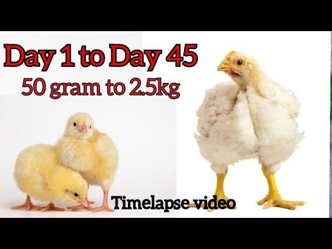 Growing Broiler chicks || update of Day 1 to Day 45 || timelapse video ...