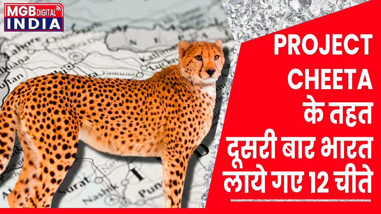 PROJECT CHEETAH 2023 | Tigers are coming back in India| LATEST UPDATE ...