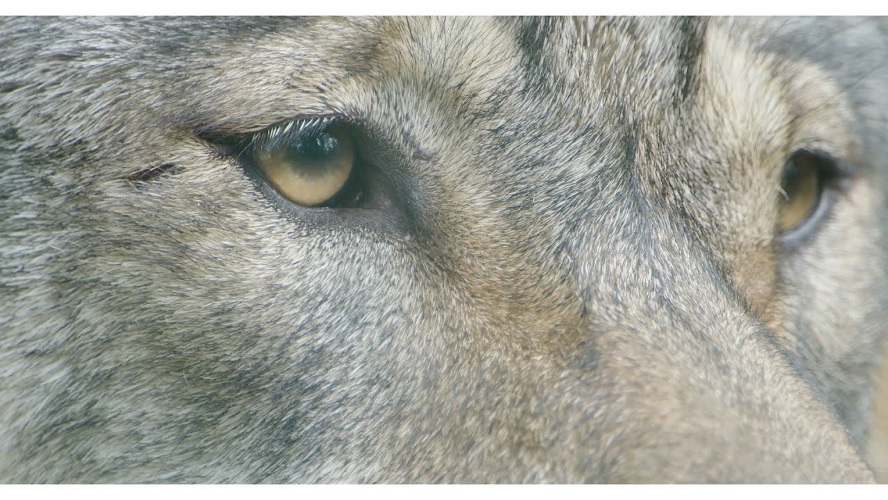 Wolf - Trailer 2022 - YouTube