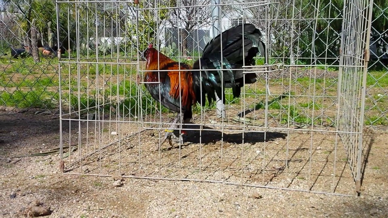 Black McRae Stag Gamefowl One year Old. Roosters Gallos - YouTube